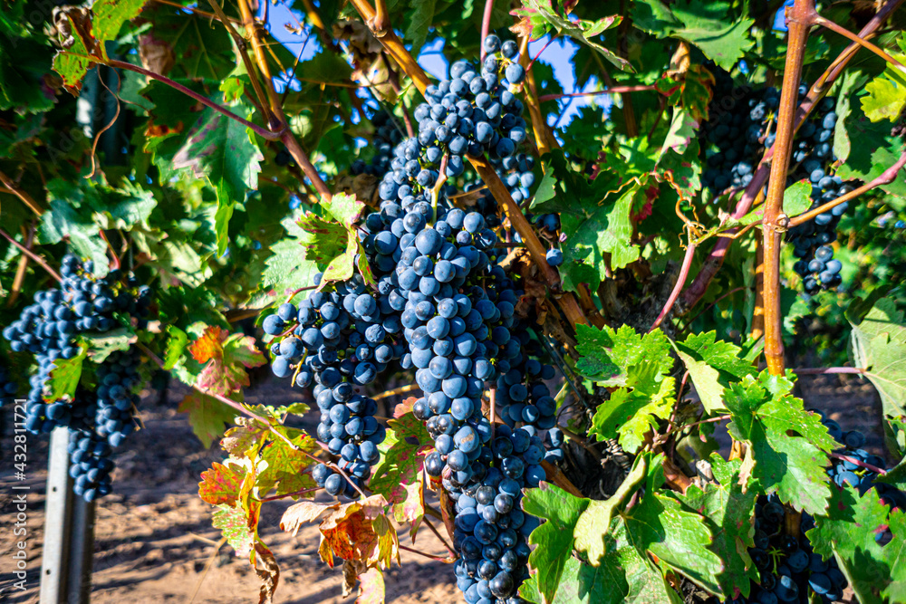 Grapes at the vineyard or grapery grow up tastefully at harvest season ...