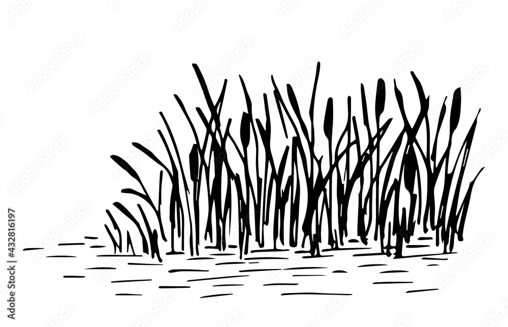 Simple hand-drawn vector drawing in black outline. Lake shore, reeds ...