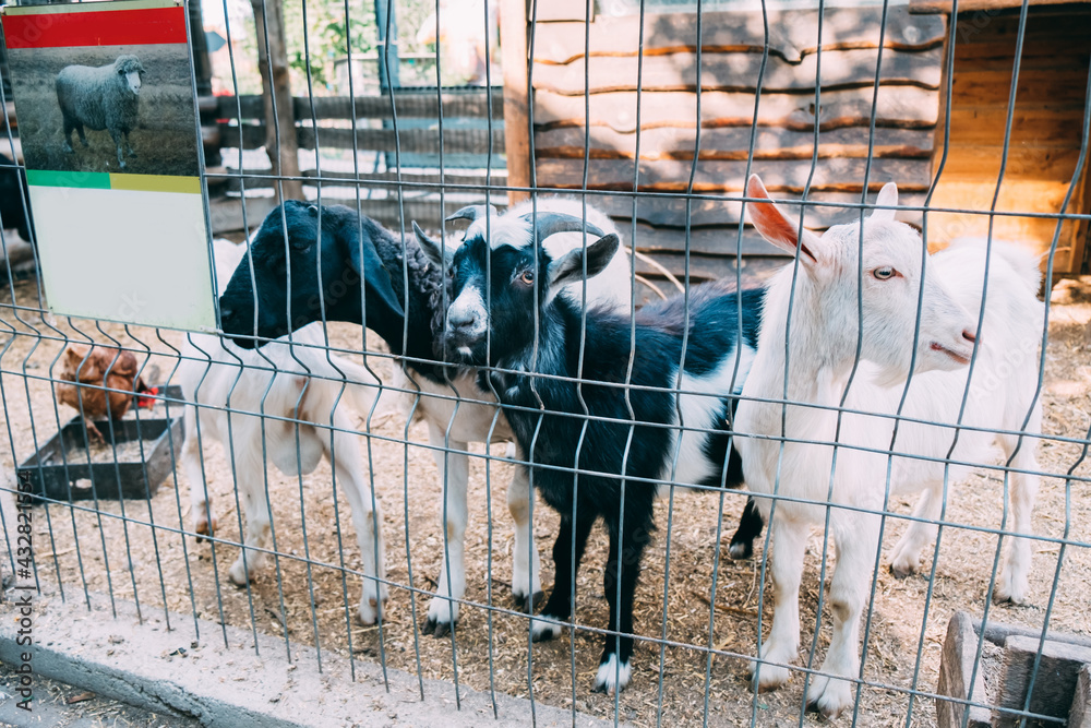 Three goats, a ram and a chicken behind the fence at the zoo Stock ...