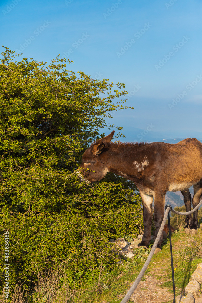 burro catala Stock Photo | Adobe Stock