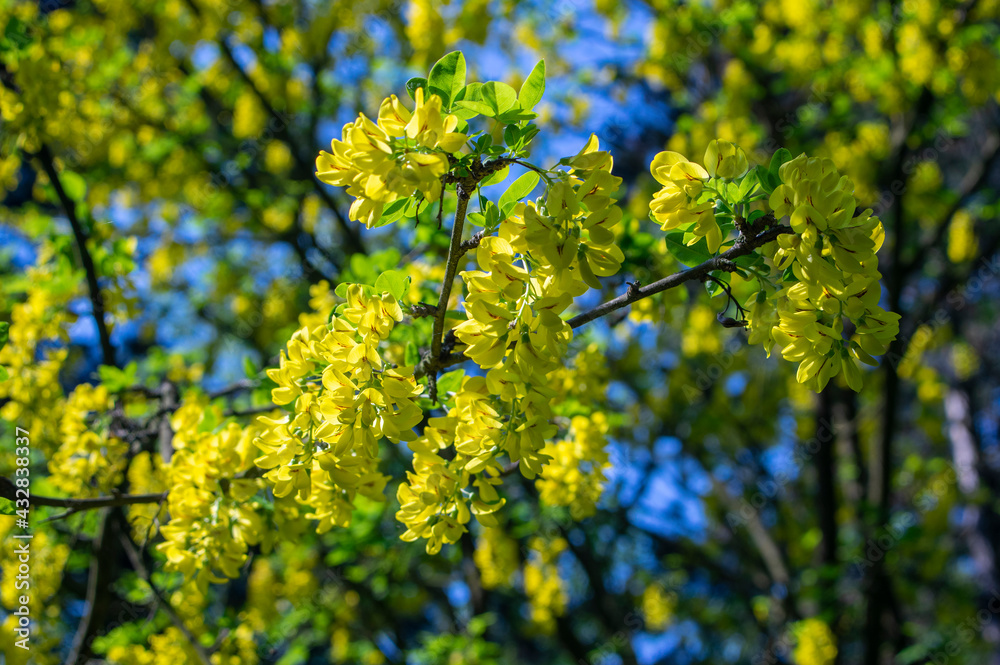 Laburnum anagyroides golden rain chain ornamental shrub branches in ...