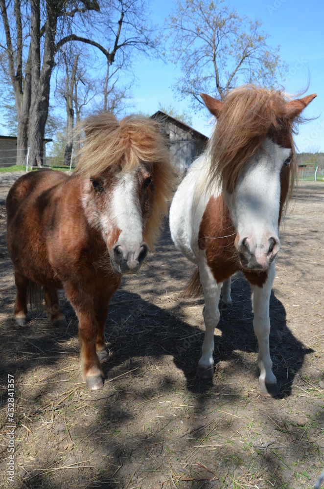 Kucyk , Kuc , Konik Polski , konik , mały konik , kucyk ,Koń , mały ...