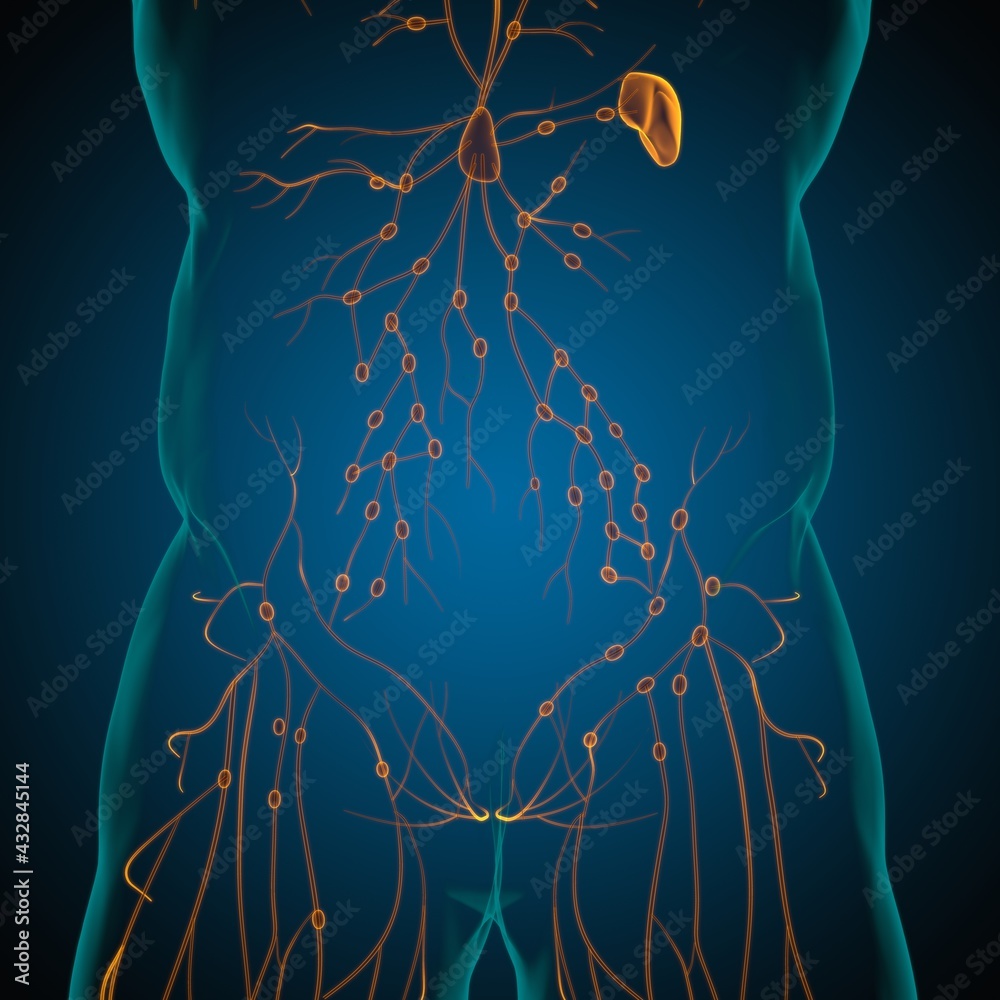 Human Lymph Nodes Anatomy For Medical Concept 3D Rendering Stock ...
