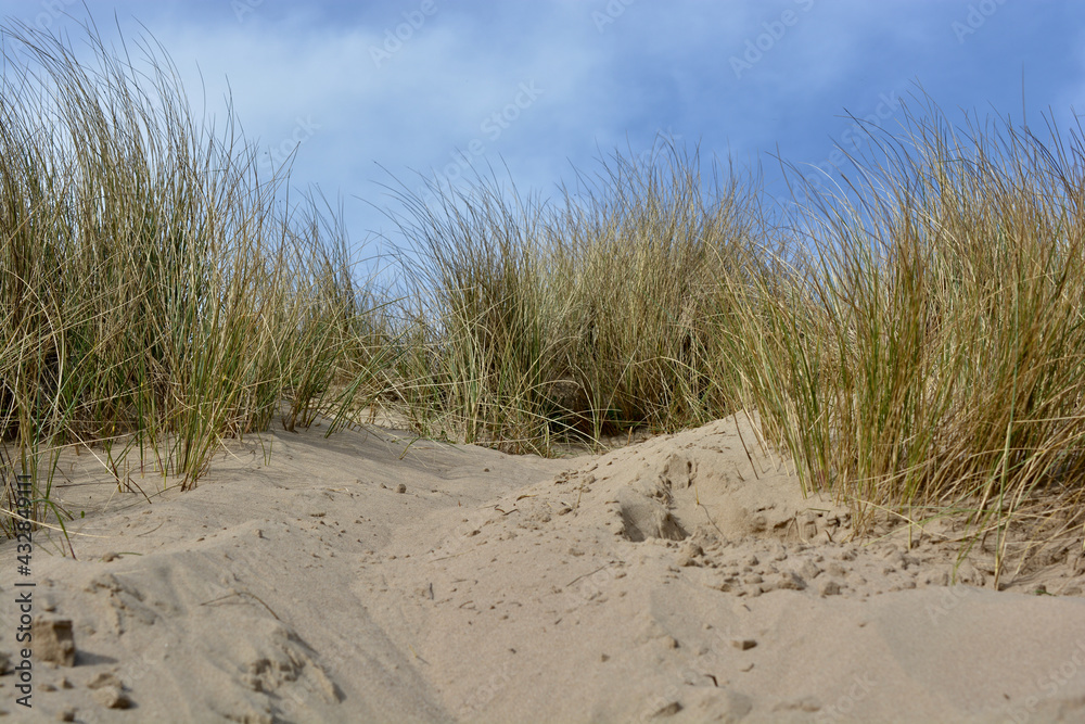 The sand dunes in Merthyr Mawr, Bridgend. A designated nature reserve ...