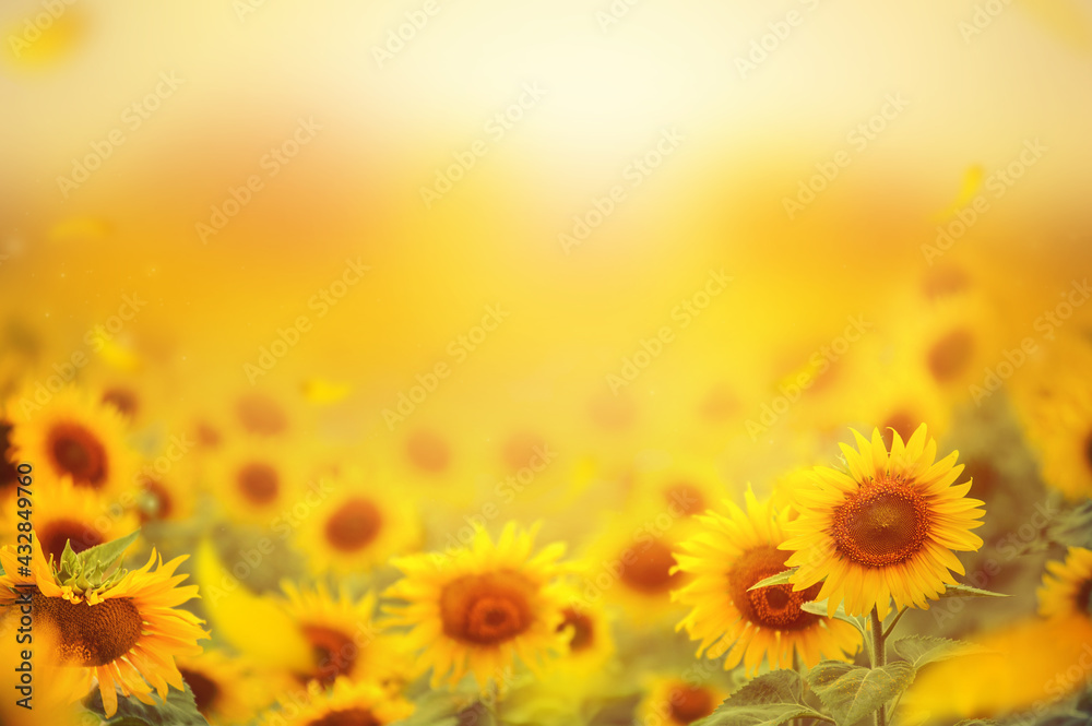 Beautiful field of blooming sunflowers against sunset golden light and ...