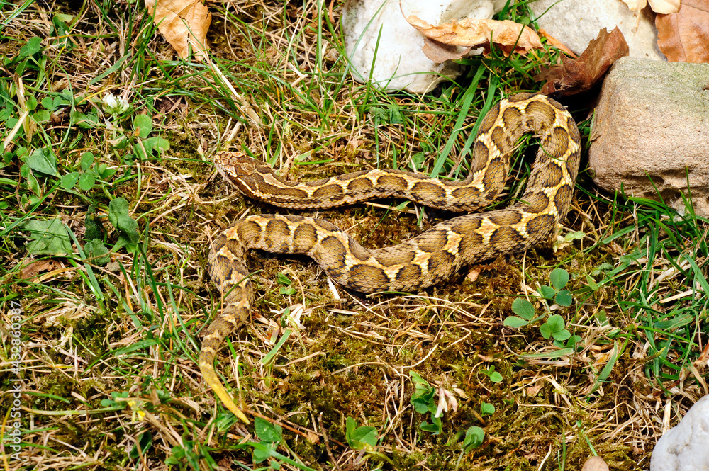 Kurzschwanz-Mamushi // short-tailed pit viper, short-tailed mamushi ...