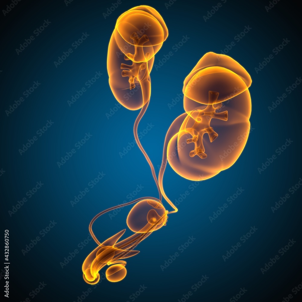 Male Reproductive System Anatomy For Medical Concept 3D Rendering Stock ...