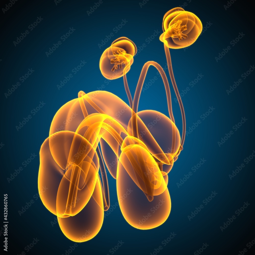 Male Reproductive System Anatomy For Medical Concept 3D Rendering Stock ...
