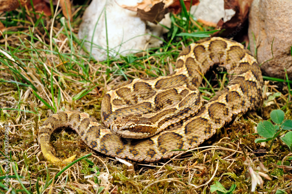Short-tailed pit viper, short-tailed mamushi // Kurzschwanz-Mamushi ...