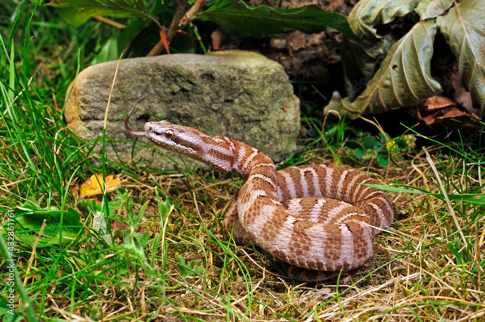 Amur viper, rock mamushi // Halysotter (Gloydius saxatilis / Gloydius ...