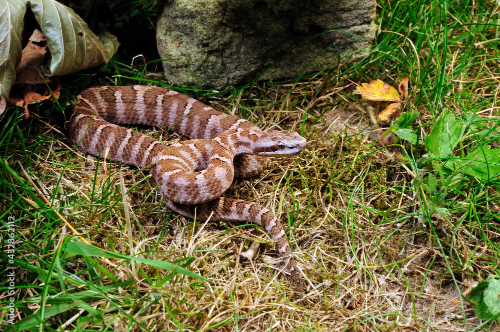 Amur viper, rock mamushi // Asiatische Grubenotter (Gloydius ...