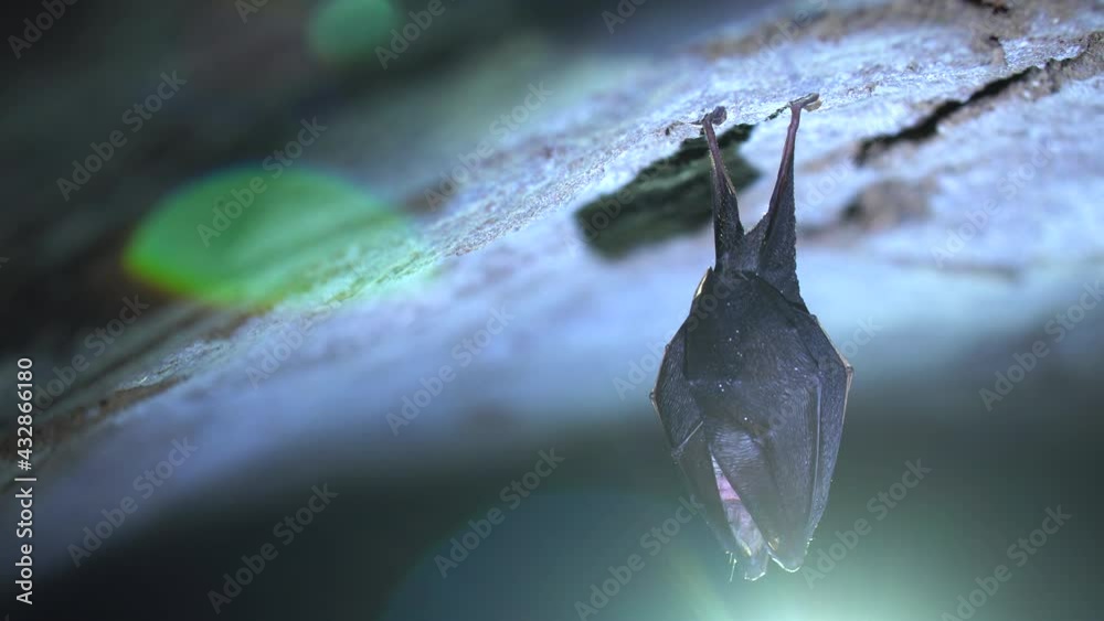 Close up small lesser horseshoe bat covered by wings, hanging upside ...