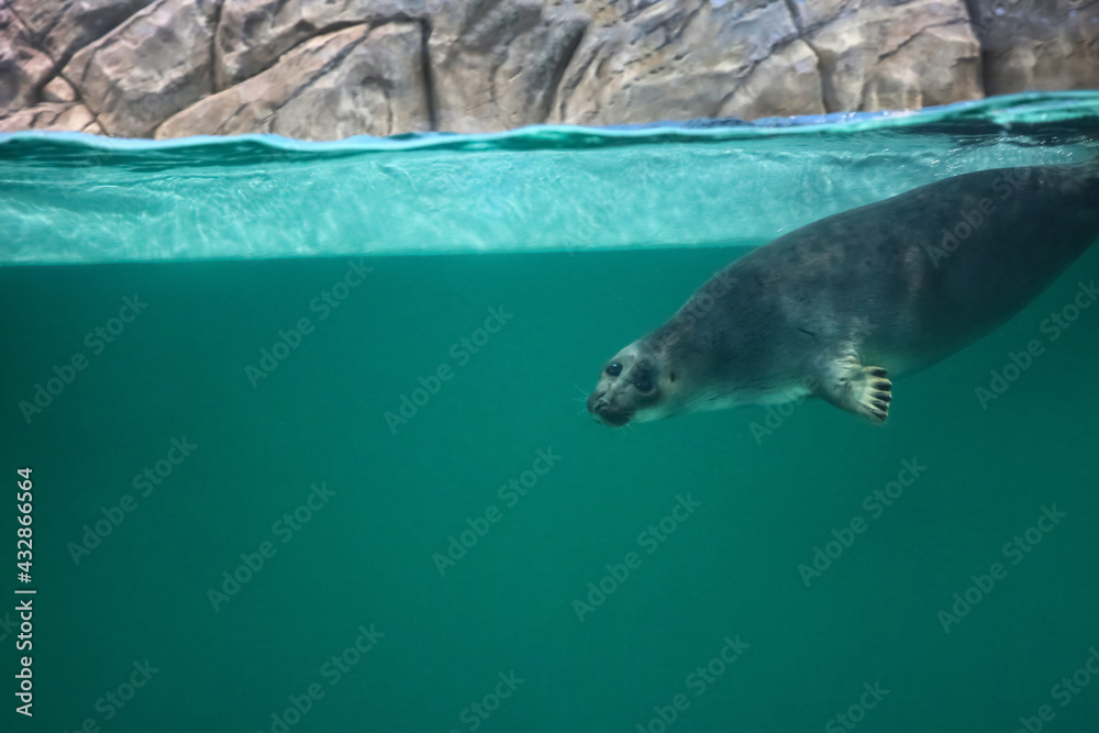Baikal seal or Nerpa endemic of lake Baikal swims underwater Stock ...