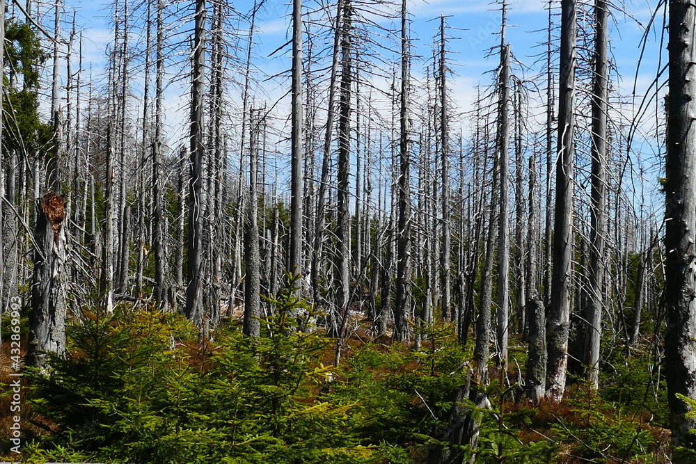 Catastrophic forest dying in Europe. Dead spruce, the tree barks were ...