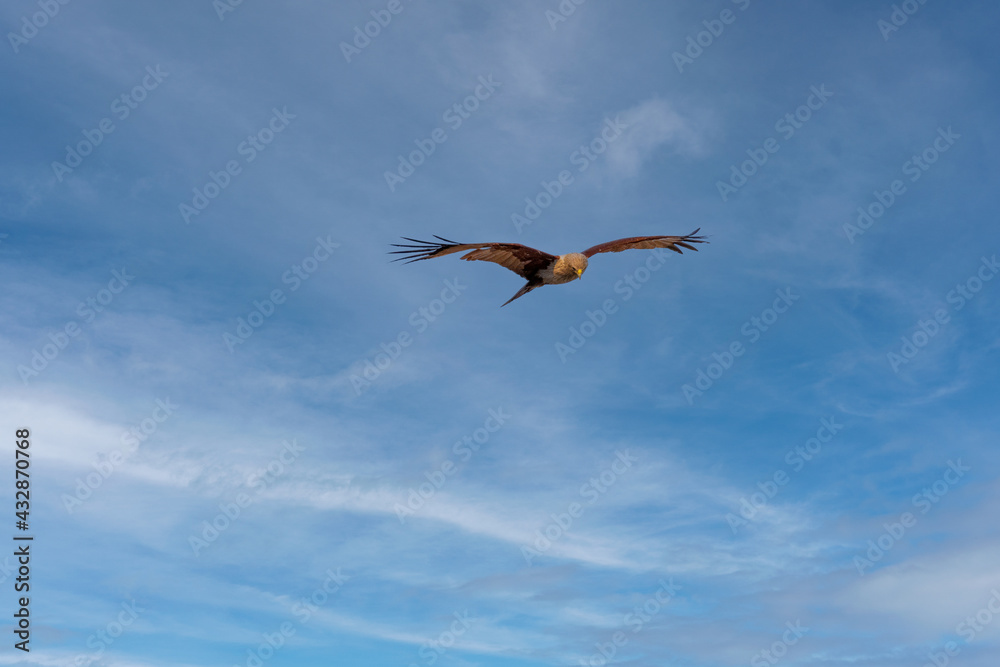 Eagle in flight Stock Photo | Adobe Stock