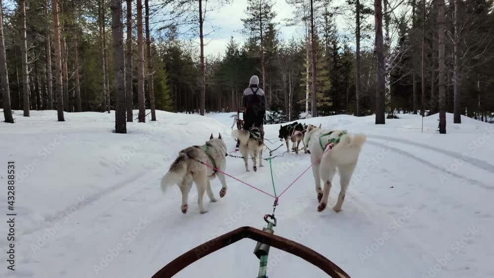 A 4K footage of a group of husky dogs pulling a sled through the ...