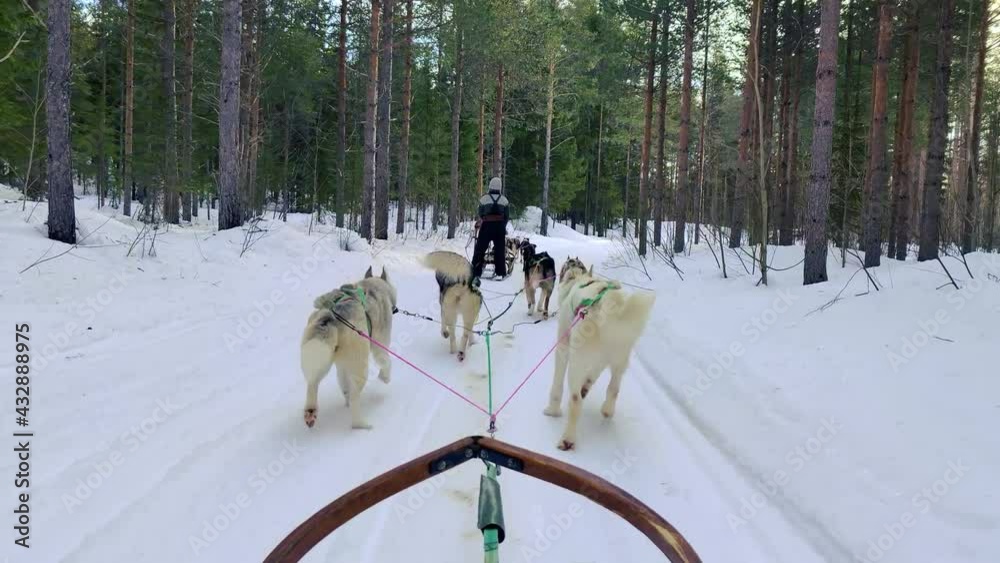 A group of husky dogs pulling a sled through the wonderful winter calm ...