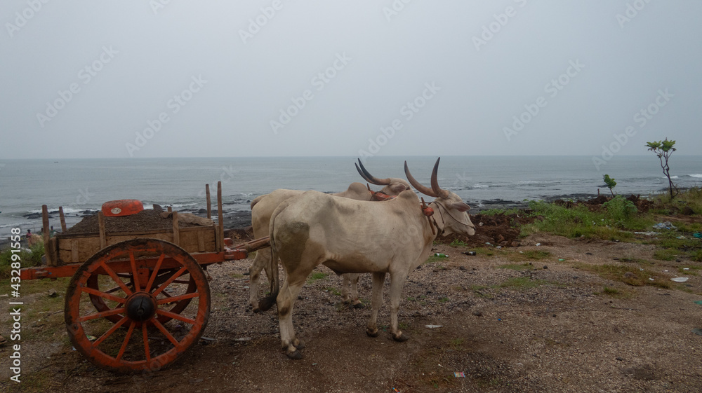 Indian farmer riding bullock cart, rural village, Alibaug, Maharashtra ...