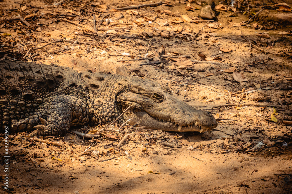 Mugger Or Marsh Crocodile Living At The Madras Crocodile Bank Trust and ...