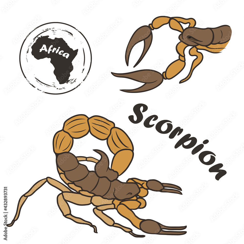 African wild animal scorpion vector image isolated on white background ...
