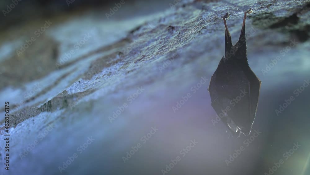 Close up small lesser horseshoe bat covered by wings, hanging upside ...