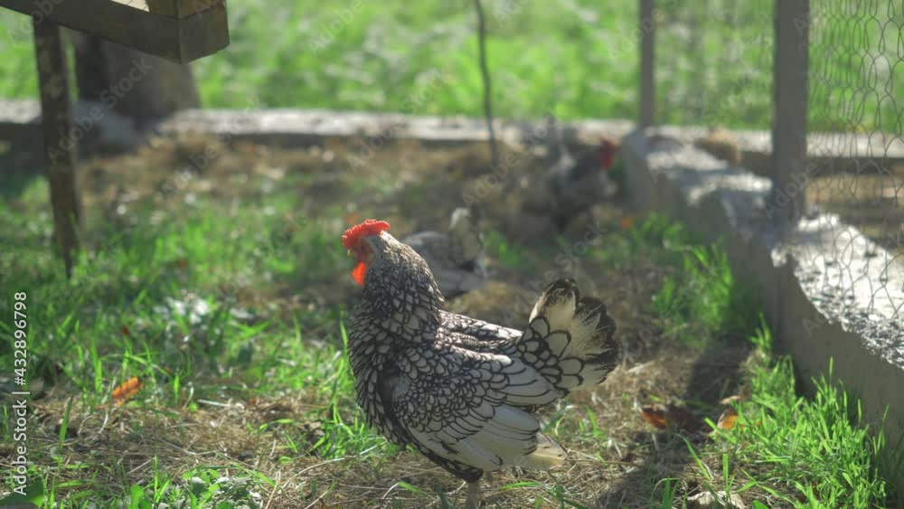 Chickens eating grains on free range farm with green grass. common fowl ...
