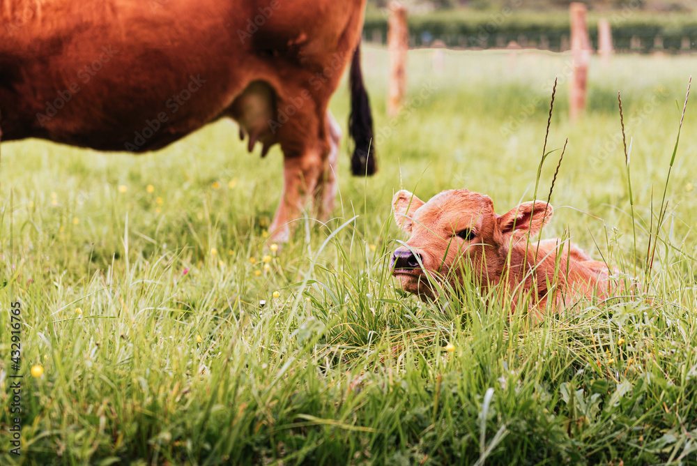 newborn calf lying in the field near its mother. cattle raising. farm ...
