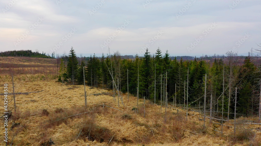 Aerial bark wood beetle drone pest Ips typographus dead spruce tree ...