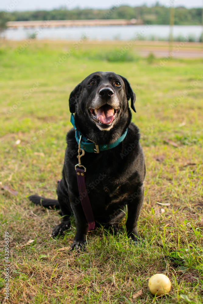 hermoso perro enano labrador color negro tomandose fotos al aire libre ...