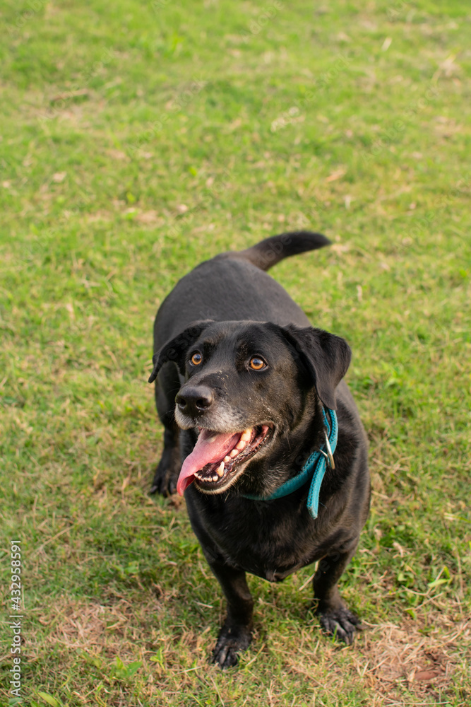 hermoso perro enano labrador color negro tomandose fotos al aire libre ...