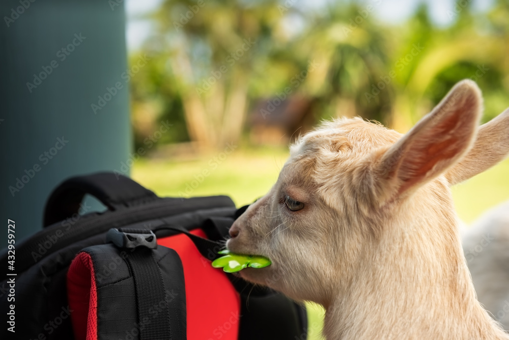 A cute baby goat trying to eat a plastic green clover leaf, mistakenly ...