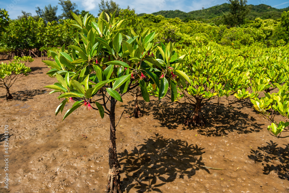Stunning showy young mangrove tree with very green leaves and beautiful ...