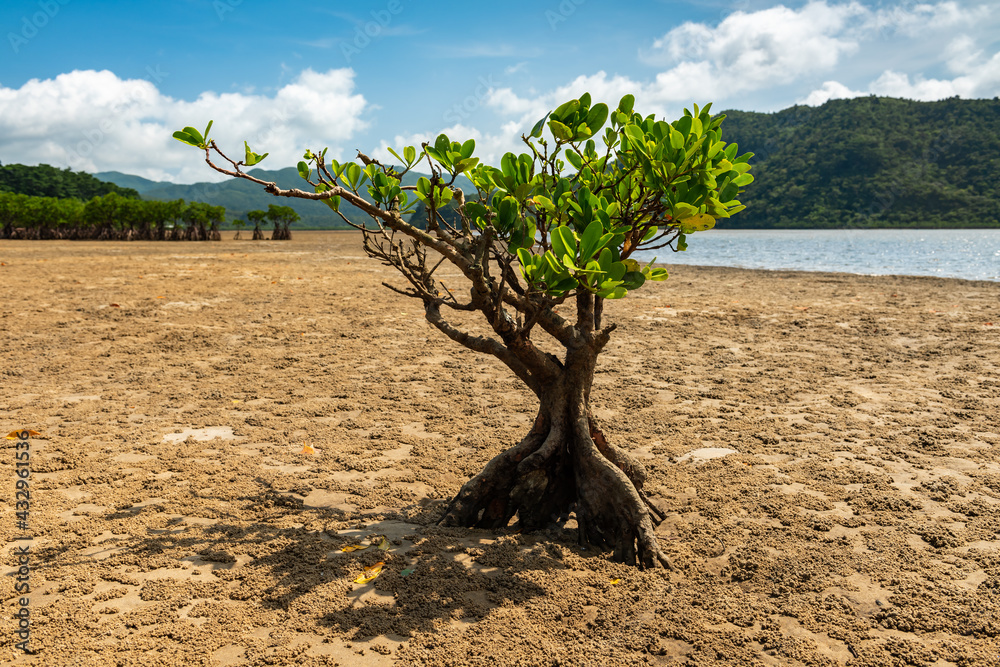 Small isolated mangrove tree illuminated by a back light, with thick ...