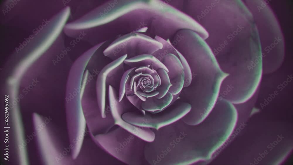 Abstract realistic rotating shape of a flower bud, seamless loop ...