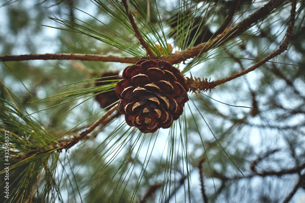Piña de pino en forma de rosa natural, madera, fruto seco, ramas ...
