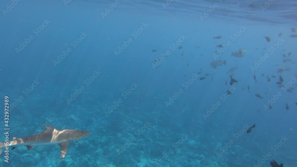 Shark finning concept video. Grey reef shark missing part of dorsal fin ...