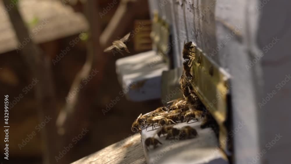 Thief Bee. Guard bees stand at the hive entrance. The guard bees ...
