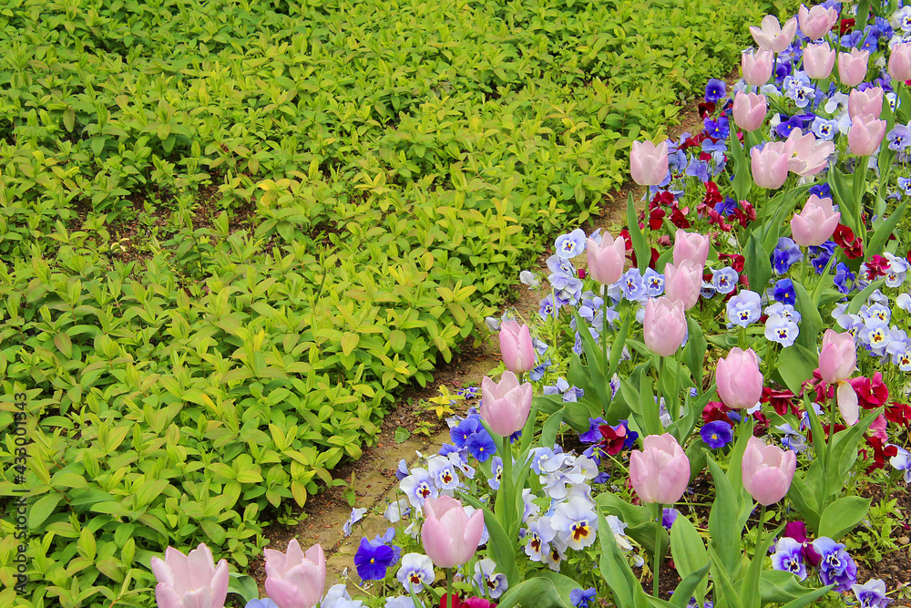 Flower bed with rose tulips and blue and red pansies with evergreen ...
