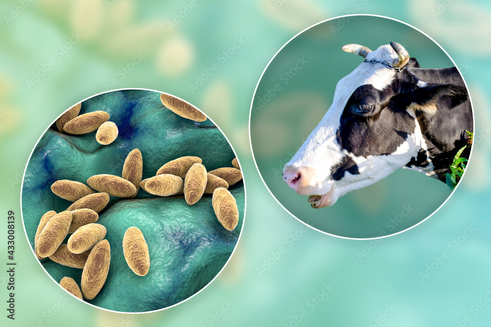 Brucella bacteria, the causative agent of brucellosis in cattle and ...