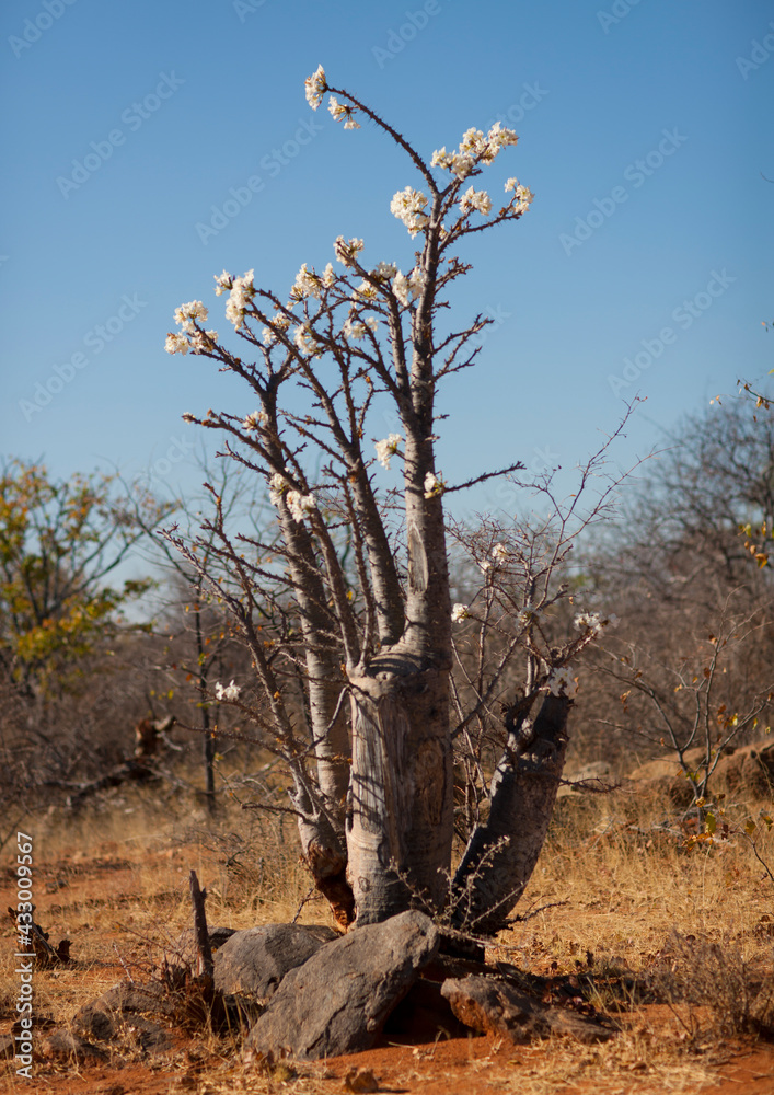 Sacred Baobab Tree For The Mucawana Tribe, Angola Stock Photo | Adobe Stock