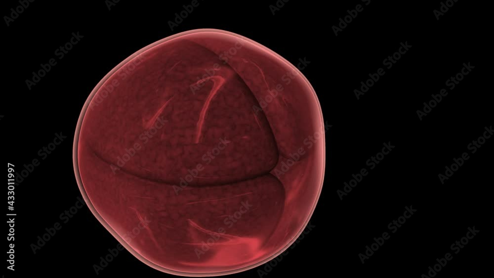 4K Cell Division. 3D Cellular Division Under Microscope. Meiosis and ...