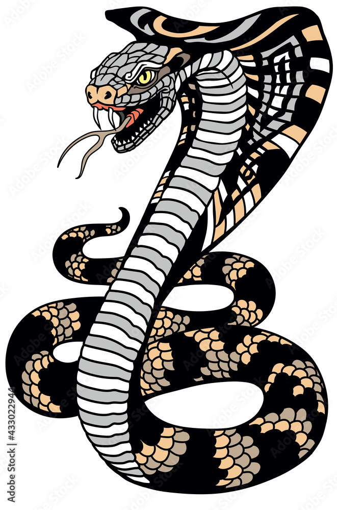 cobra poisonous snake in a defensive position. Attacking posture ...