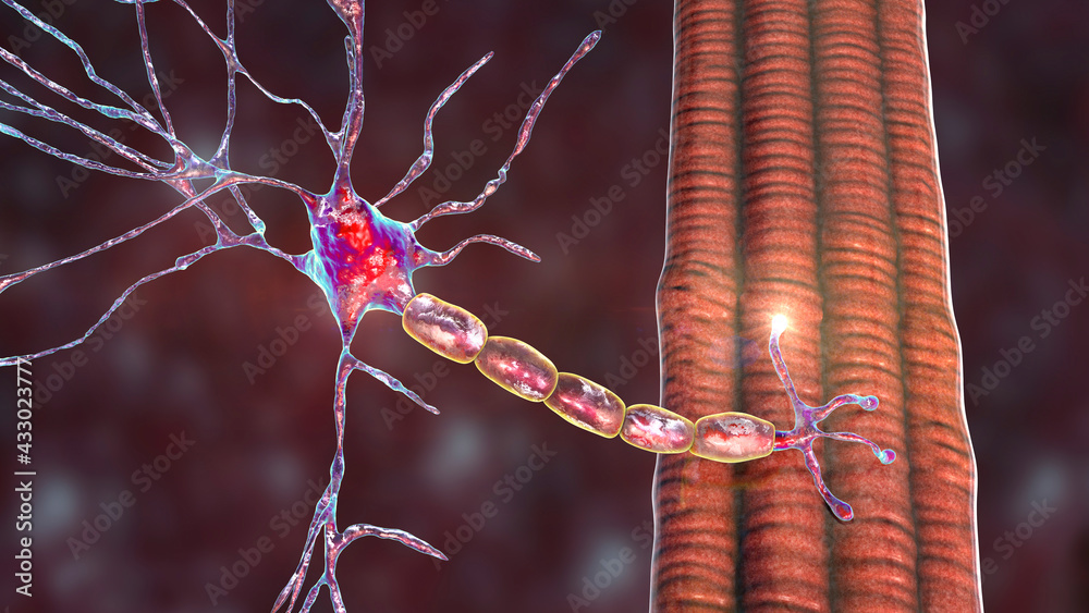 Motor neuron connecting to muscle fiber, 3D illustration Stock ...