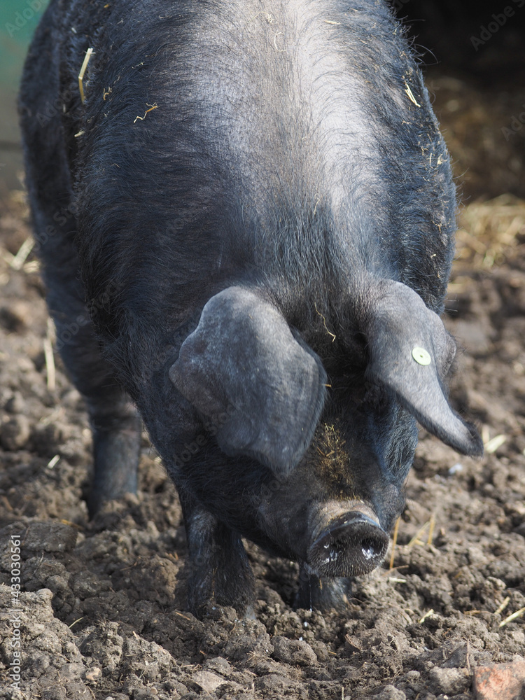 Rare Breed Pig Stock Photo | Adobe Stock