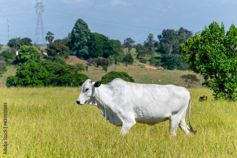 Nelore cow in the middle of the pasture Stock Photo | Adobe Stock