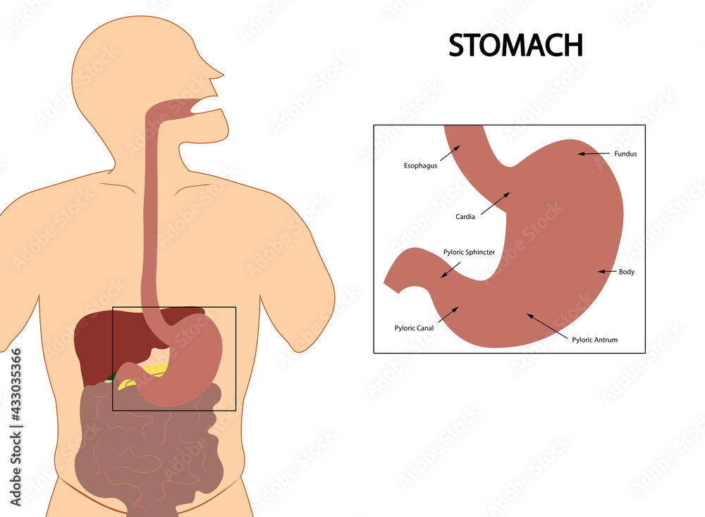 Human Stomach anatomy Illustration. Structure of the stomach. Stock ...