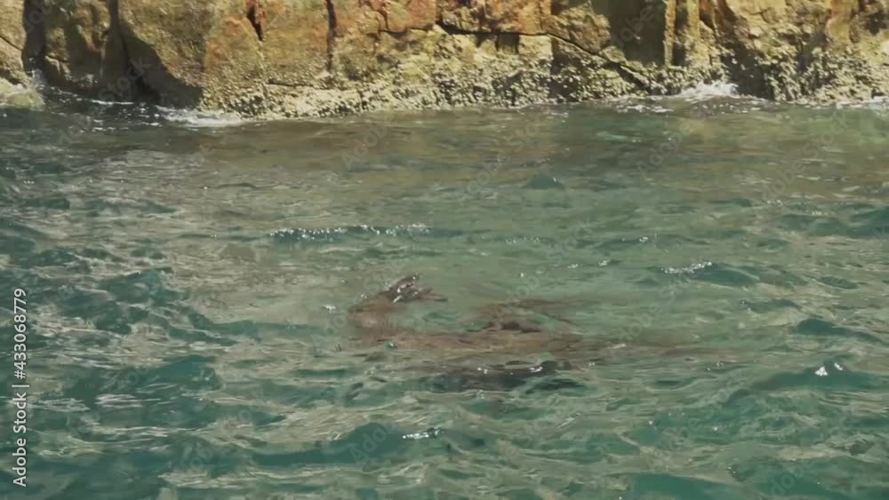 Close view of sea lion body floating in the surface of sea coast in ...