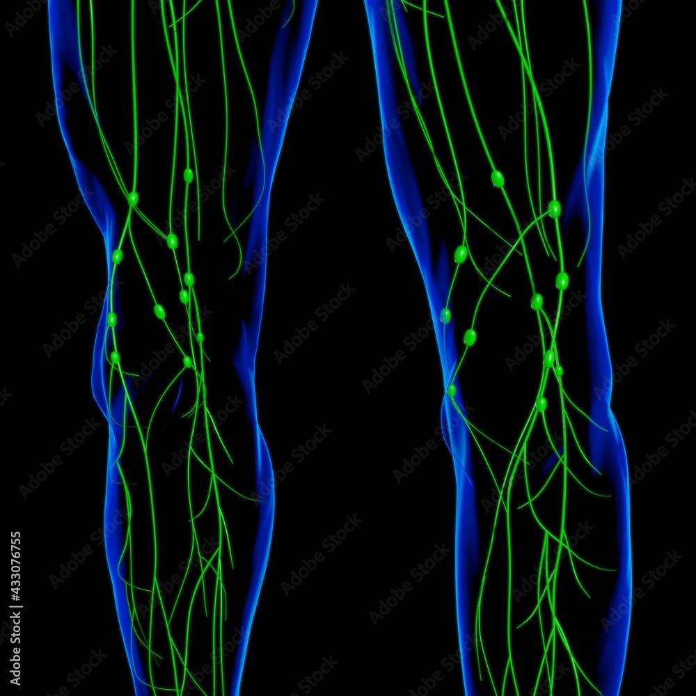 Human Lymph Nodes Anatomy For Medical Concept 3D Rendering Stock ...