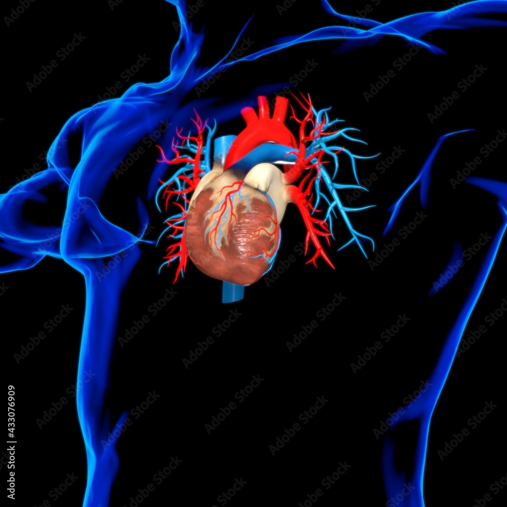 Human Heart Anatomy For Medical Concept 3D Rendering Stock Illustration ...