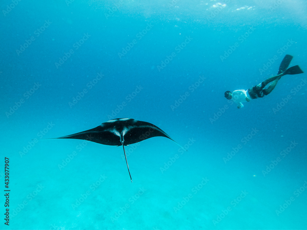 Underwater view of hovering Giant oceanic manta ray, Manta Birostris ...